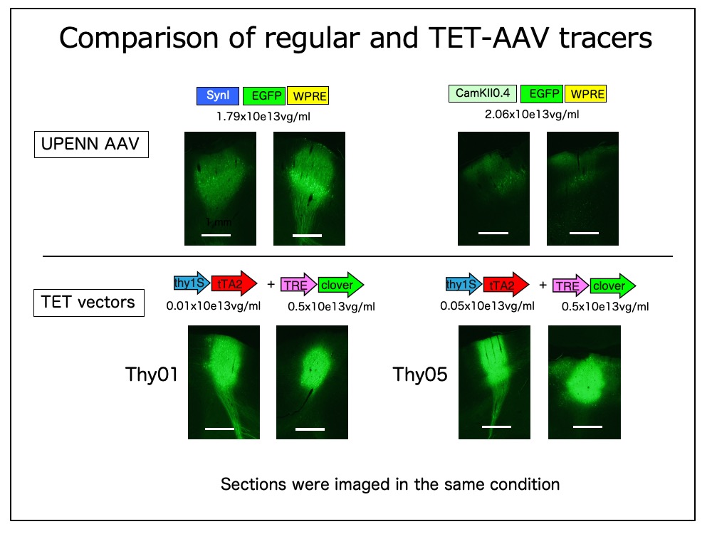 Technical Details - Brain/MINDS
