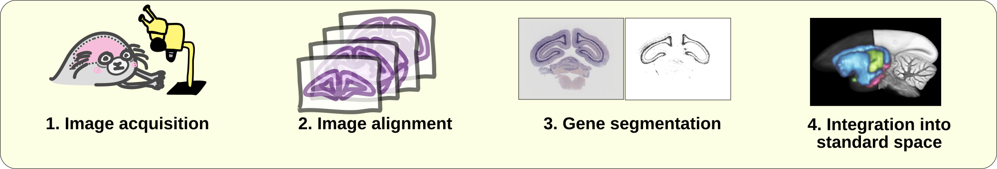 Gene Expression Connectivity Mapping – Brain/MINDS