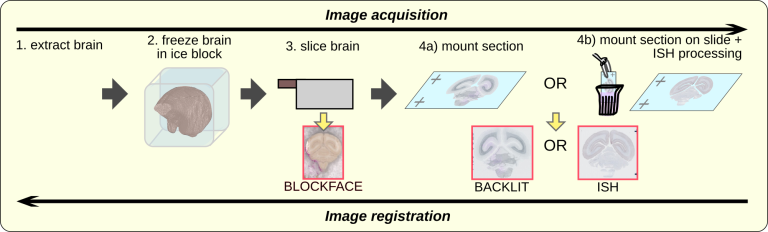 Gene Expression Connectivity Mapping – Brain/MINDS