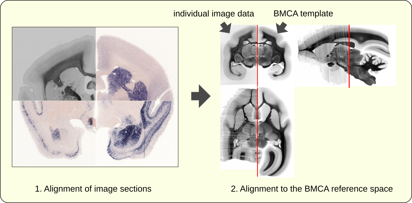 Gene Expression Connectivity Mapping – Brain/MINDS